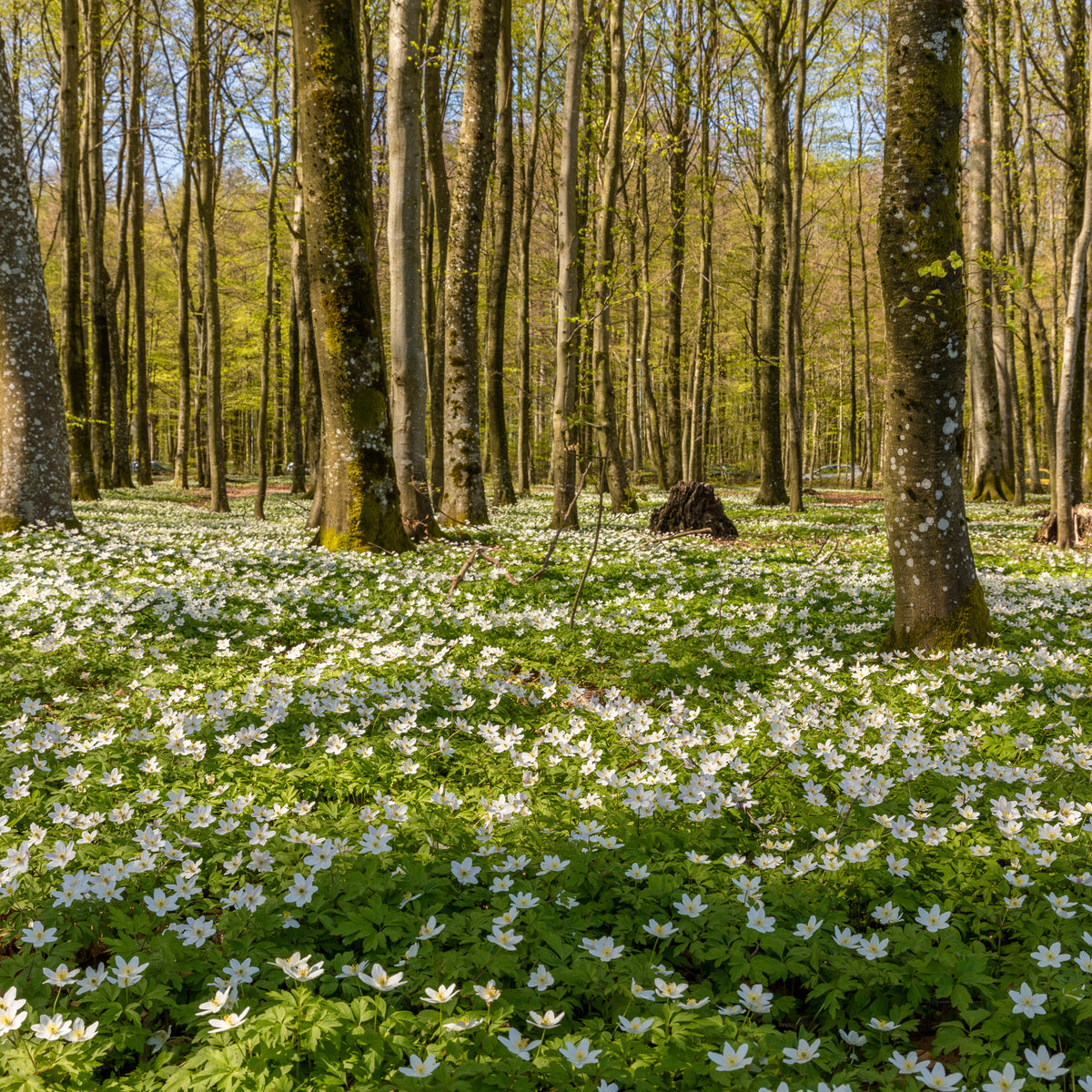 Spring Sale – FABLEROOM